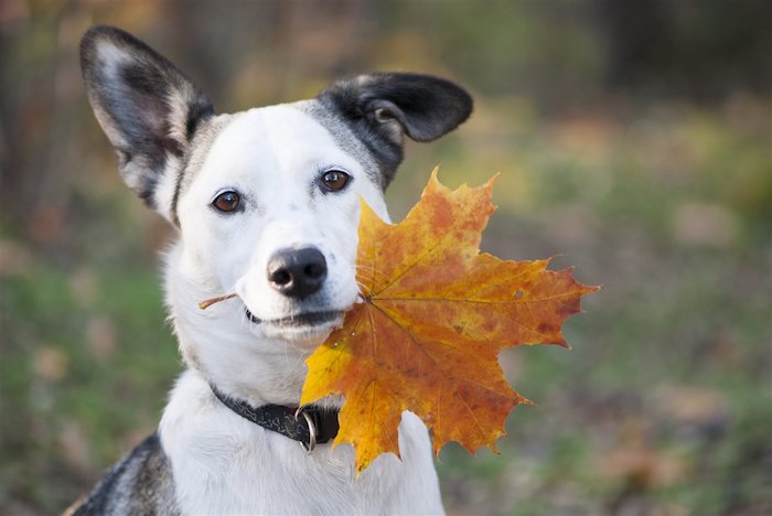 5 Fall Tips For Protecting Your Pet's Health - Lake Oconee Boomers