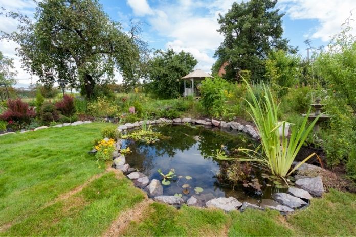 How To Prepare Your Pond for Summer