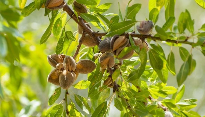 The Finest Nut Trees To Grow in the South